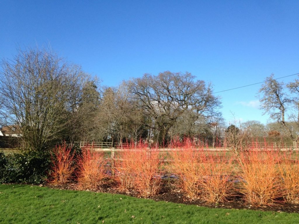 Cornus | Plant Care | Top Gardening Tips | GreenArt