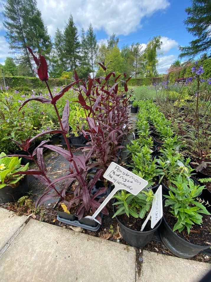 Blooming Marvelous Planting Scheme Ideas - GreenArt